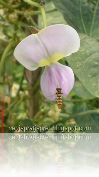 Bunga Kacang Panjang